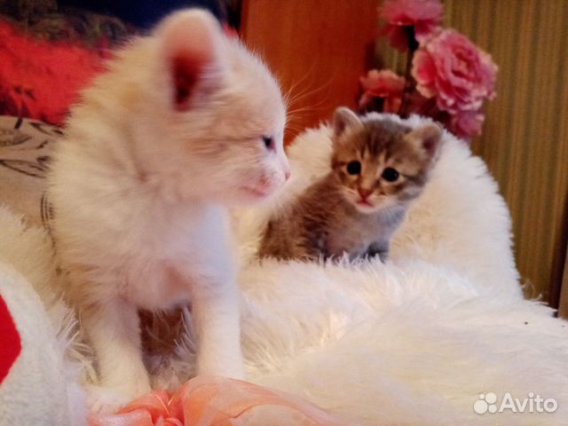 3 котёнка ищут дом