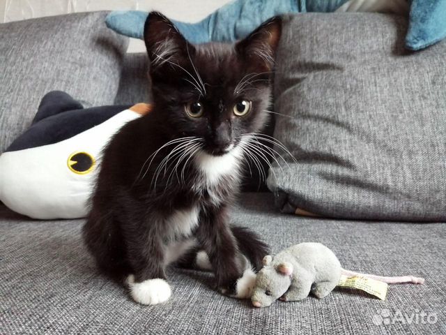 Брошенный котёнок ищет семью