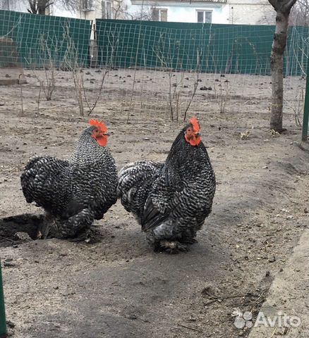 Карликовый кохинхин