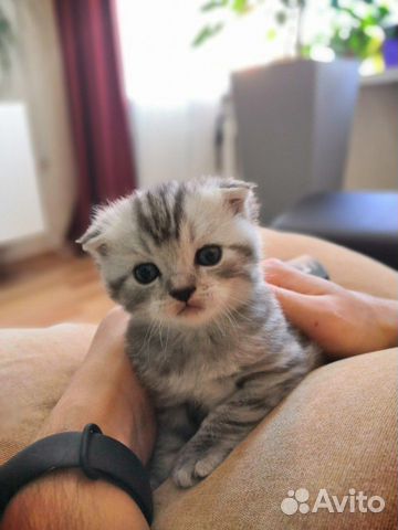 Шотландские котята
