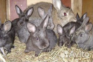 Продам 12 взрослых кроликов, клетки и корма к ним