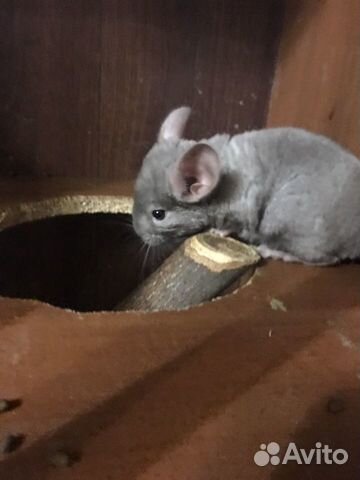 Шиншилла мальчик