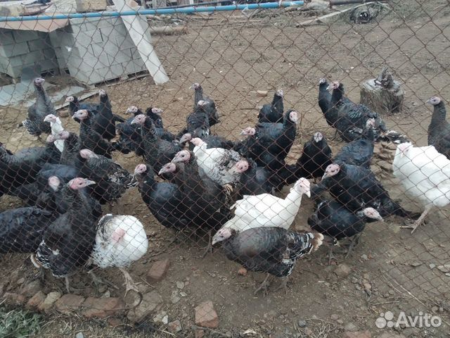 Индюшки и индюки