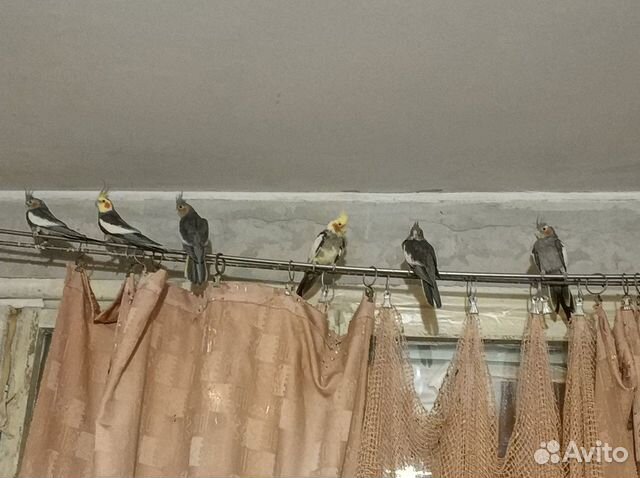 Птенцы кореллы