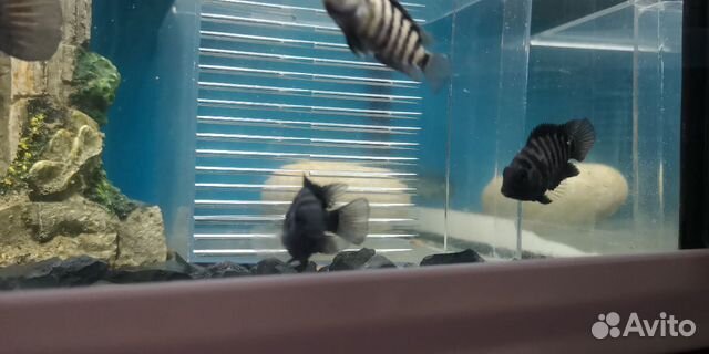 Цихлида чернополосая