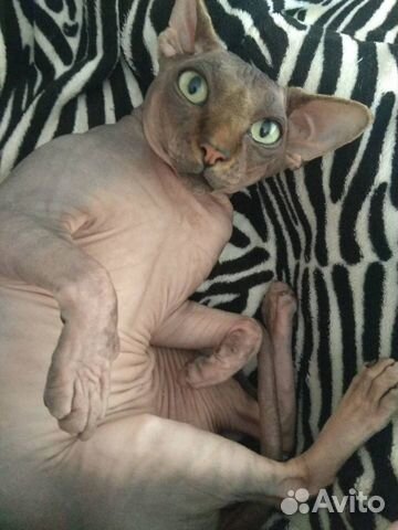 Вязка Канадский Сфинкс