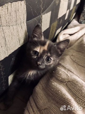 Маська ищет себе дом)