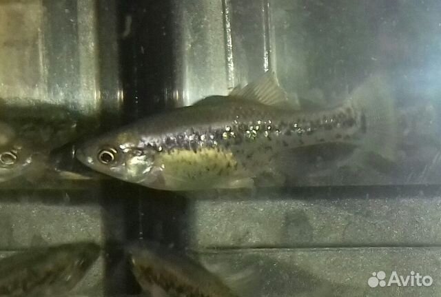 Амека глянцевая