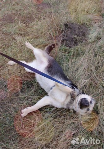 Щенок Ромка отдаётся бесплатно в добрые руки