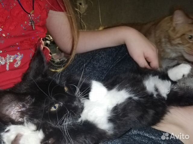 Котёнок - подарок к новому году)