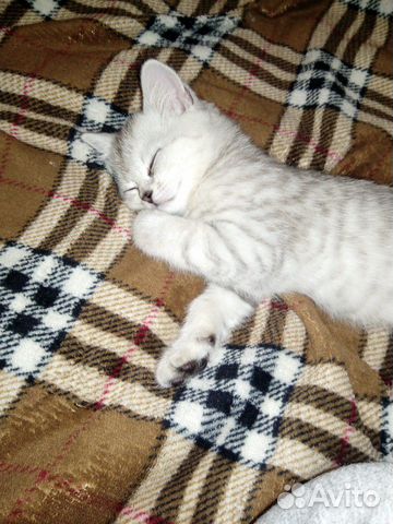 Отдам кота
