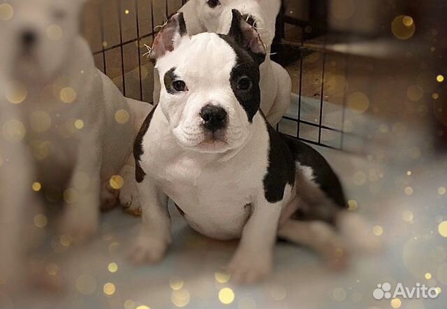 Прекрасные малыши американского булли