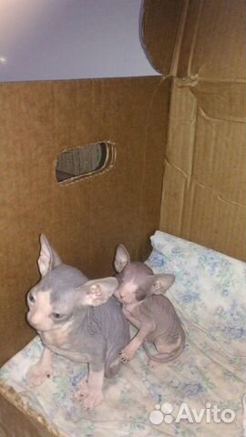 Котенок сфинкс мальчик