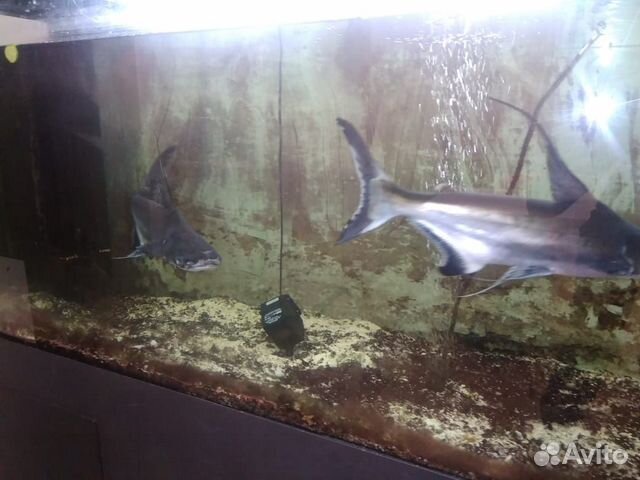 Акулий сом в дар