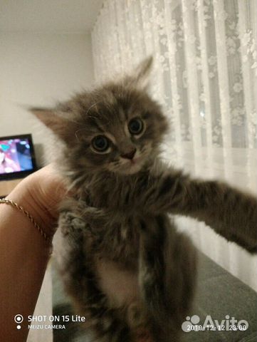 Котенок