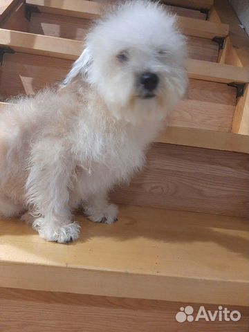 Мальчик метис болонки с бешоном 9мес