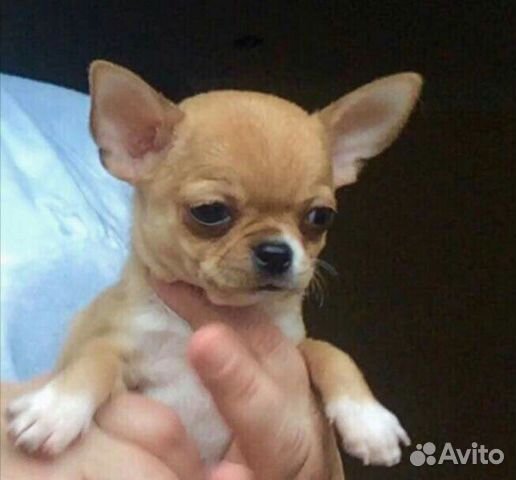 Ярко рыжая девочка чихуахуа