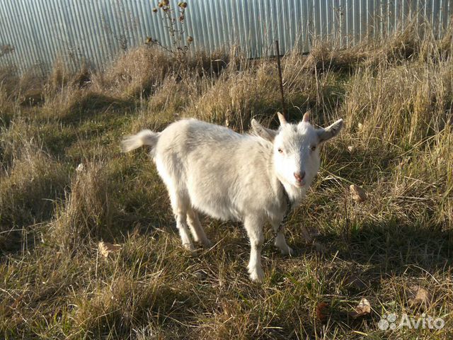 Коза и козёл