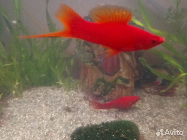 Взрослые меченосцы