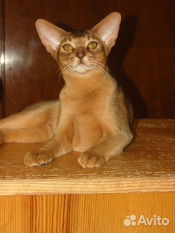 Абиссинский кот