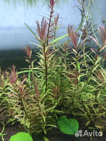 Аквариумное растение