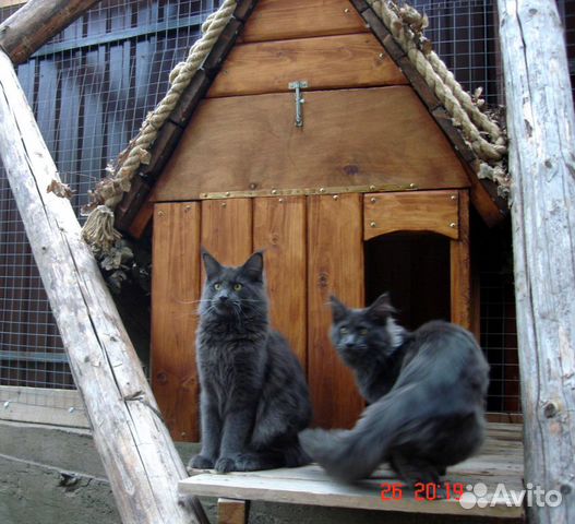 Большие мейн куны красивого окраса