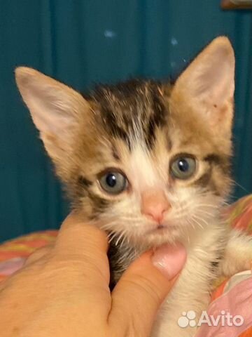 Клаус хочет к маме