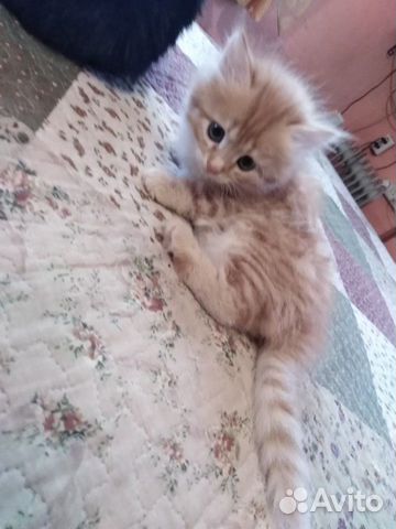 Кошечка 1.5мес