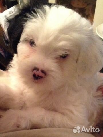 Щенки Китайской Хохлатой