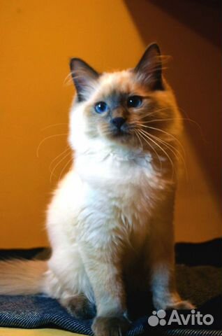 Тедди-котенок - малыш RagDoll