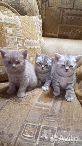 Британские котята