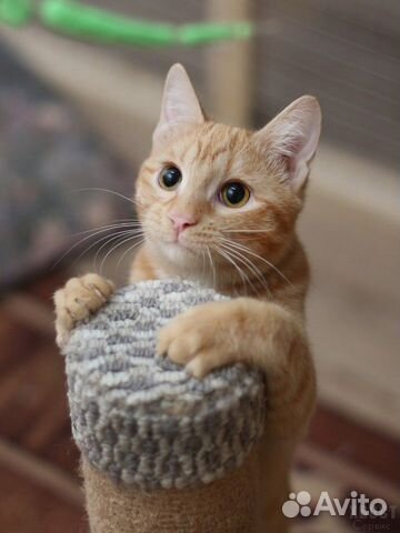 Рыжий котёнок Малыш, 5 месяцев