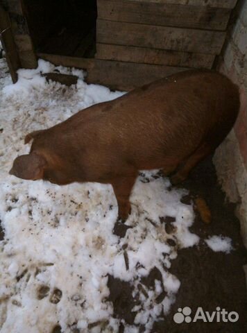 Дюрок, свинка