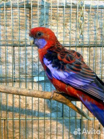 Розелла Пенанта