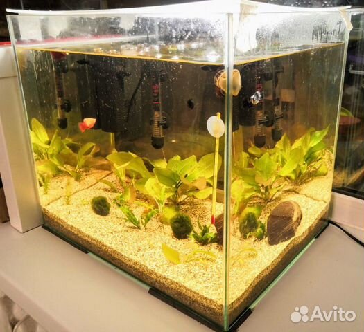Готовый Аквариум