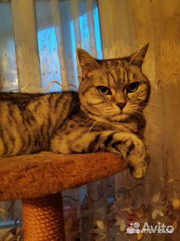 Шикарная кошка в добрые руки