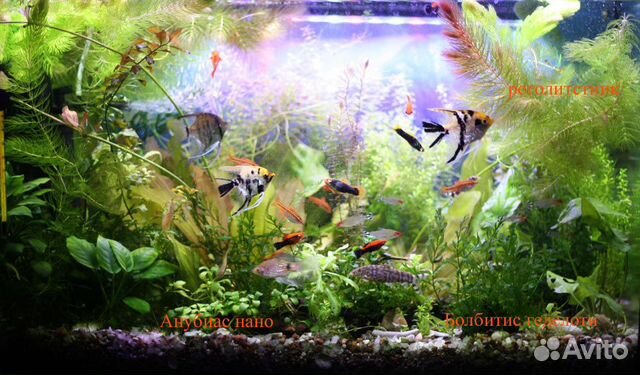 Растения аквариумные