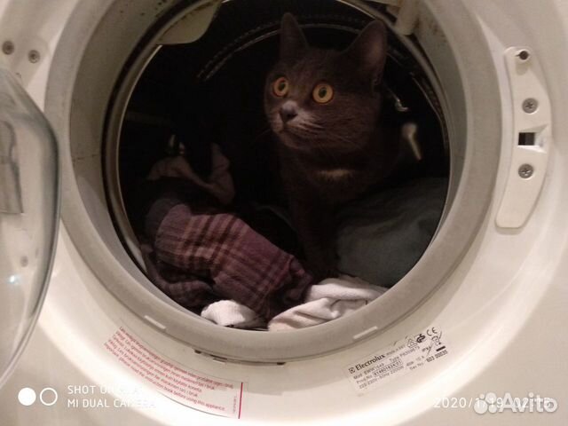 Кошка. Зовут Фиби. 1,5 года