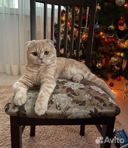 Продам котика