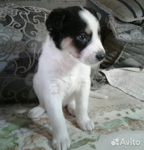 Милый Щеночек)