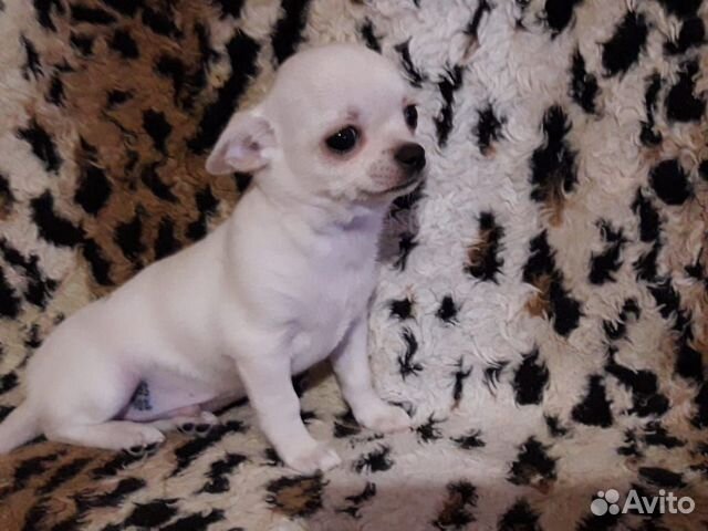 Мальчик чихуашка