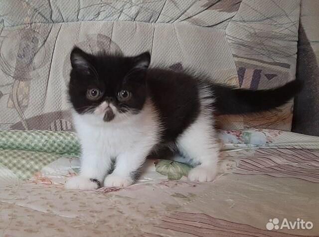 Маленький экзотик