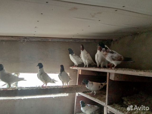 Голуби Иранцы