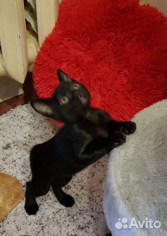 Котята Бомбей