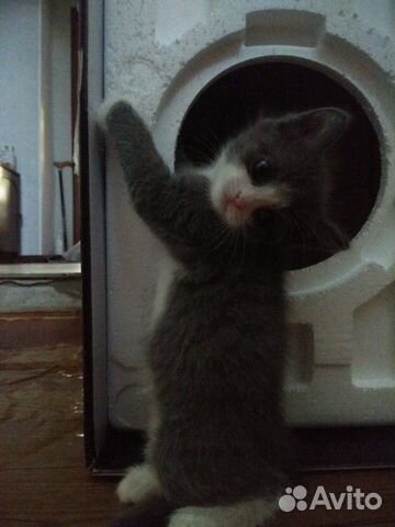 Котёнок
