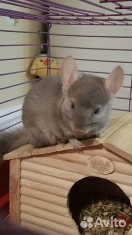 Мальчик 3 месяца. Цвет Бежевая пастель