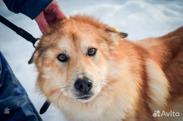Красавица Нэнси ищет дом и семью