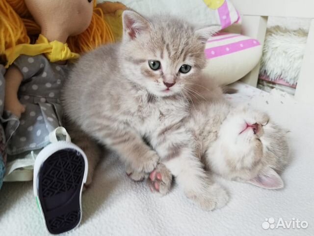 Шотландские котята