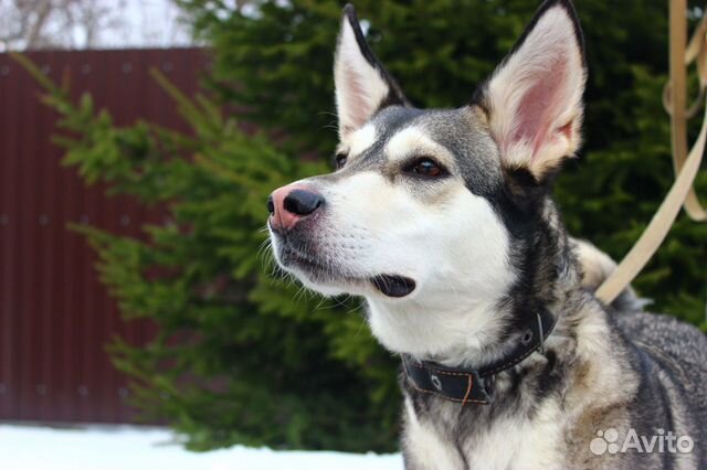 Собака из приюта ищет дом