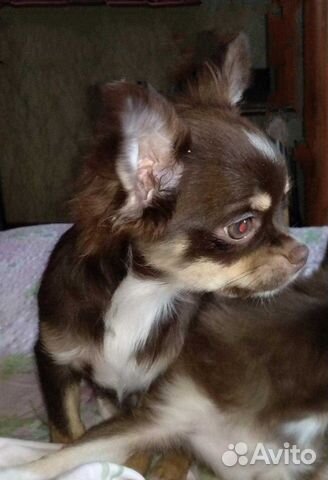 Красавчик Терри